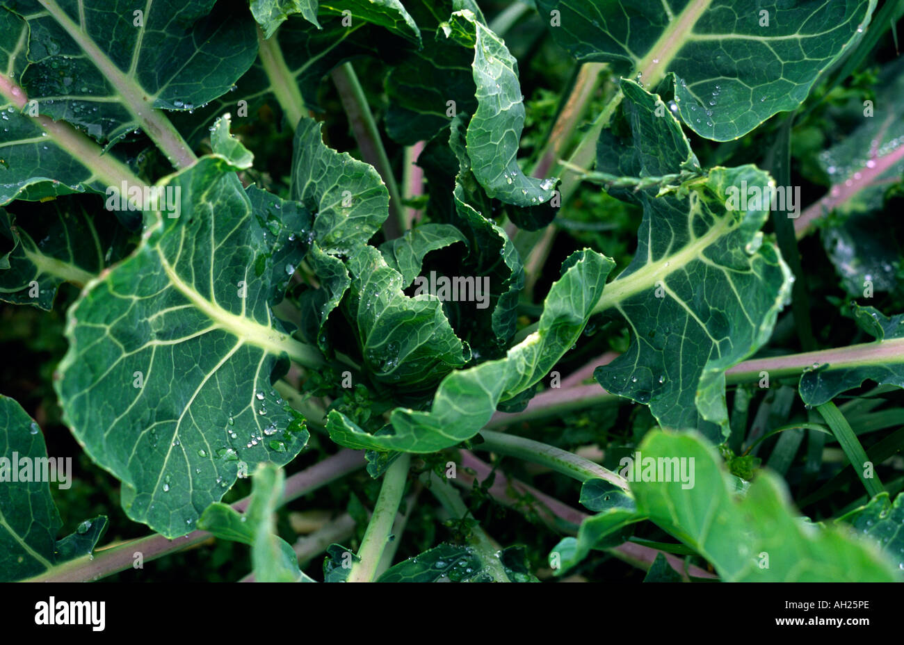 Brussels Sprouts leaves Stock Photo - Alamy