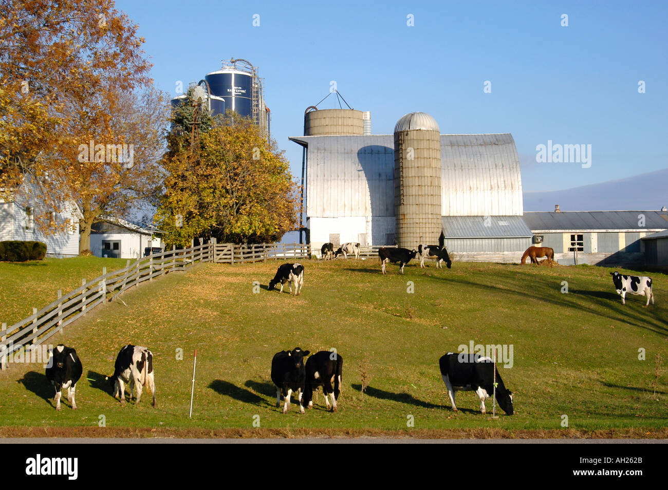 Michigan Dairy Cattle Farm Stock Photo - Alamy