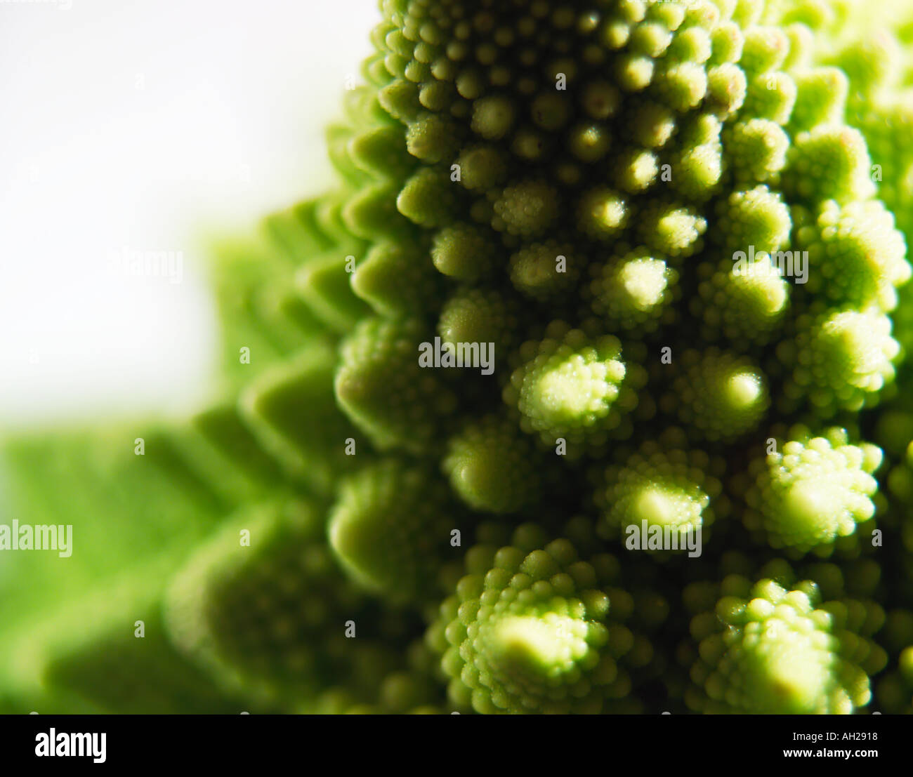 close up cabbage Stock Photo - Alamy