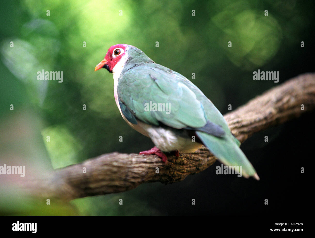 Jambu fruit dove ptilinopus jambu hi-res stock photography and images ...