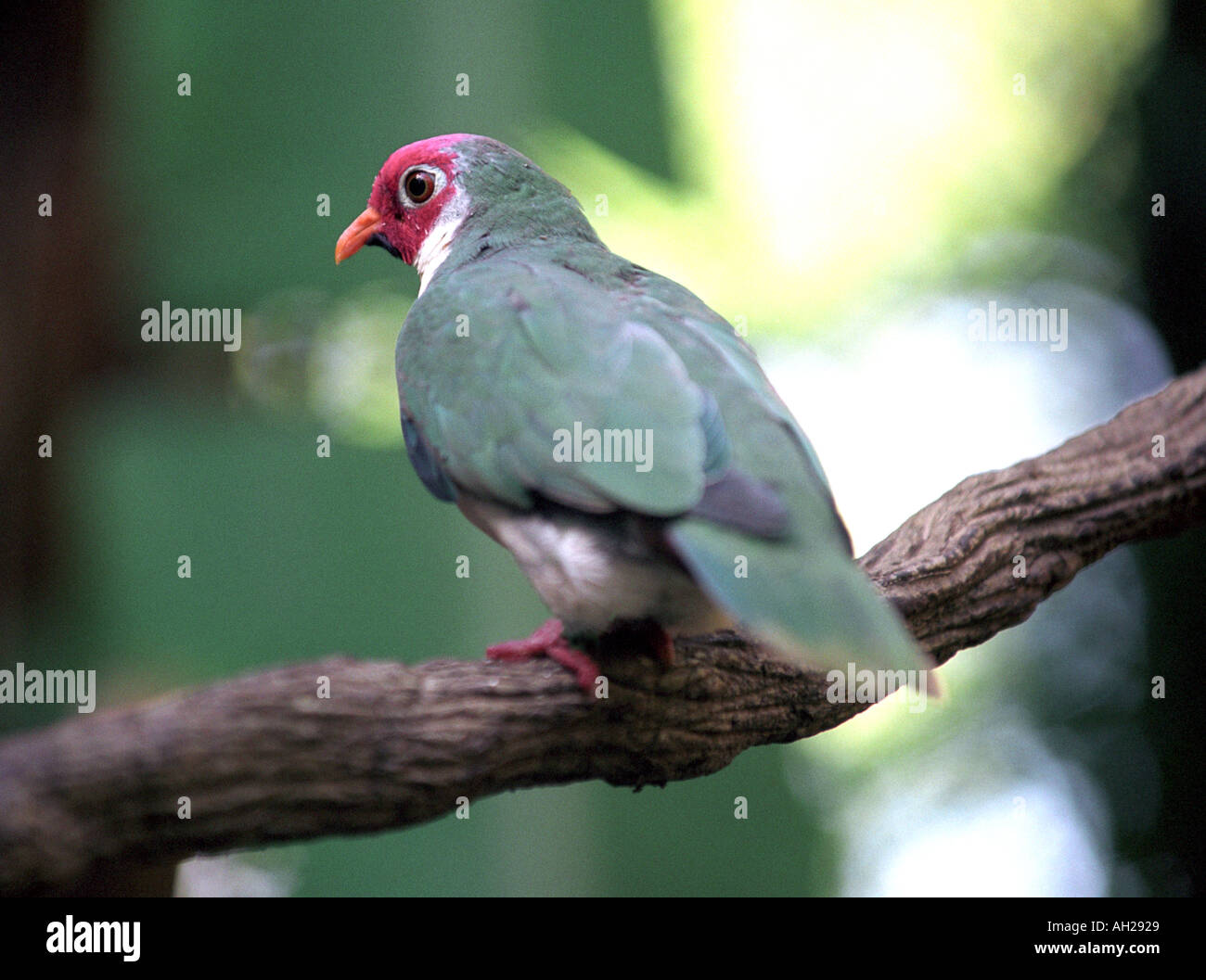 Jambu fruit dove ptilinopus jambu hi-res stock photography and images ...