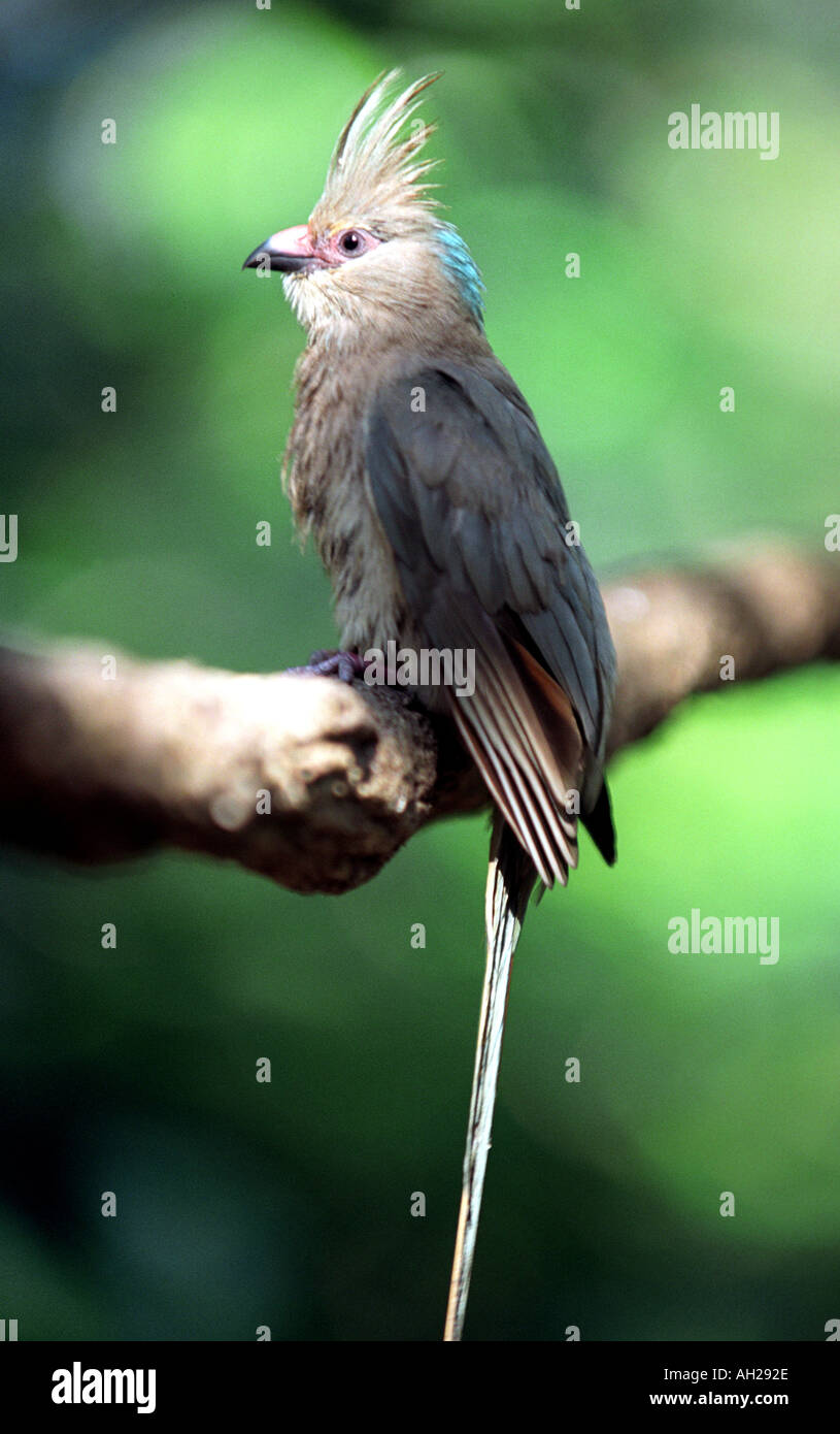 Blue naped Mousebird Colius macrourus North Central Africa Stock Photo ...