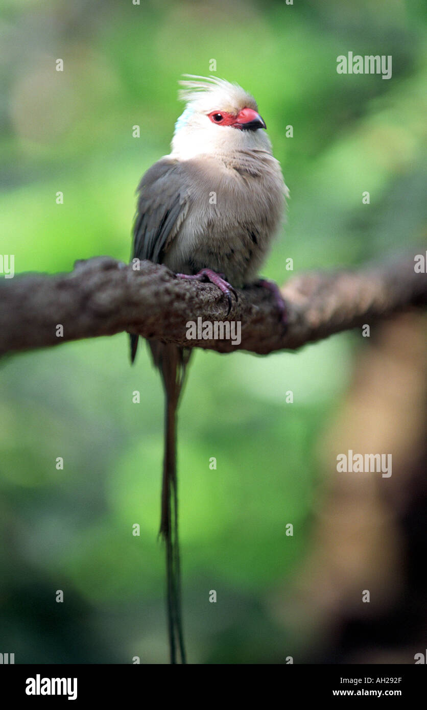 Blue naped Mousebird Colius macrourus North Central Africa Stock Photo ...