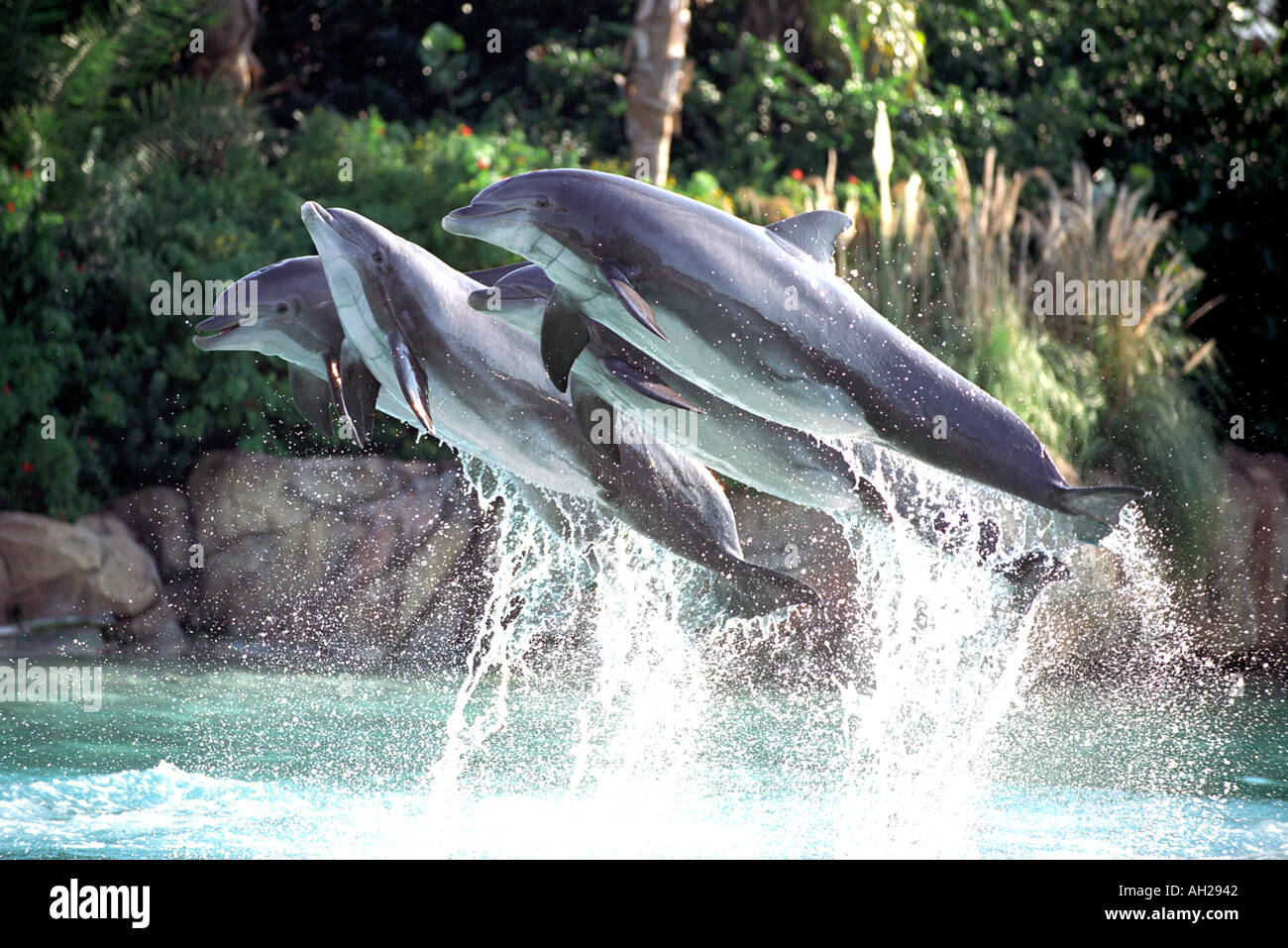 Dolphins perform at "Discovery Cove" in Orlando Florida USA Stock Photo ...
