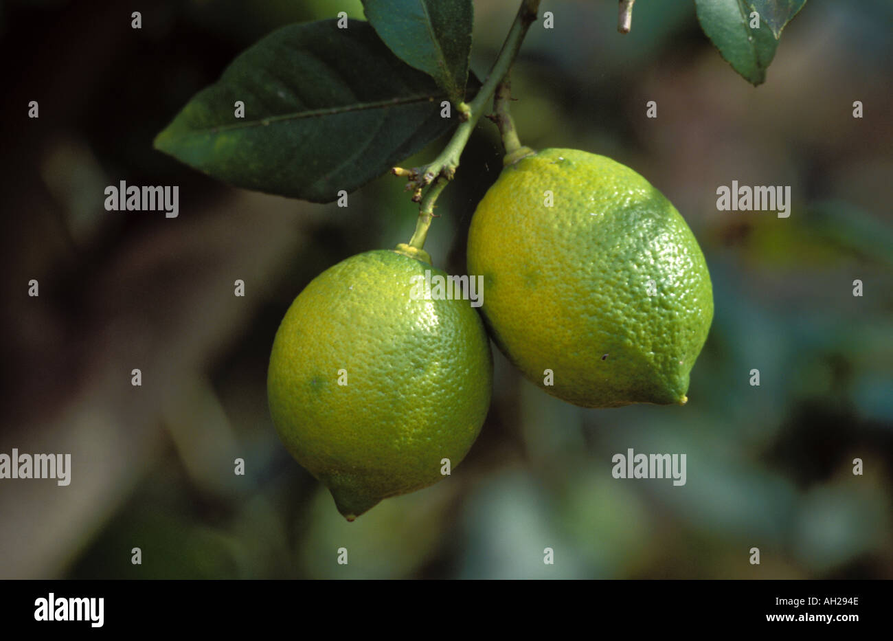 Citrus Limonum Stock Photos & Citrus Limonum Stock Images - Alamy