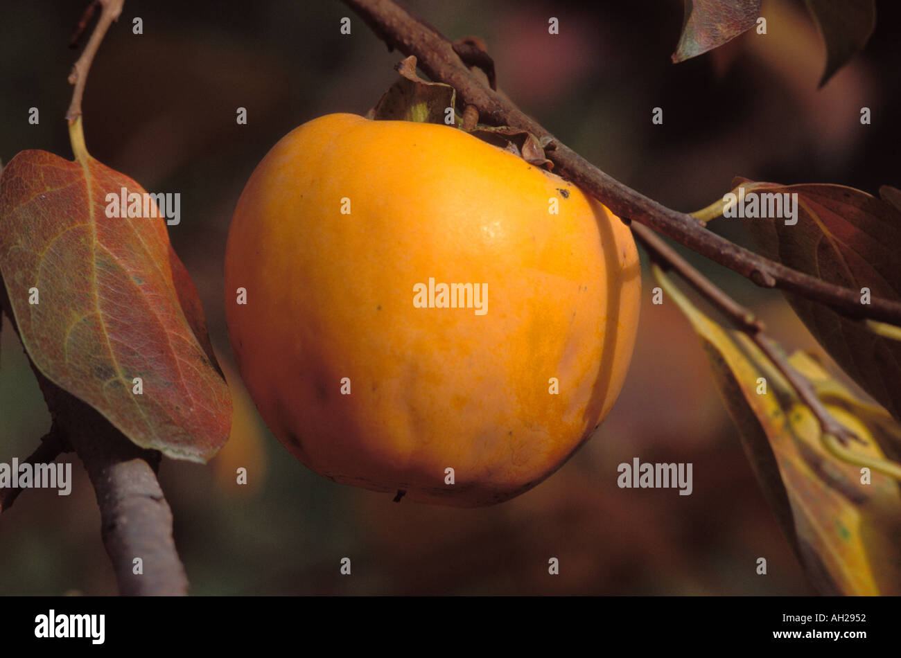 Japanese Persimmon, Diospyros kaki. ,Closeup of fruit on tree Stock ...