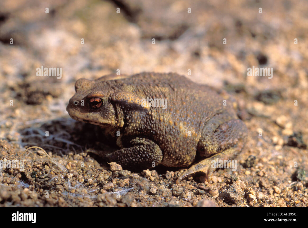 Ground toads hi-res stock photography and images - Alamy