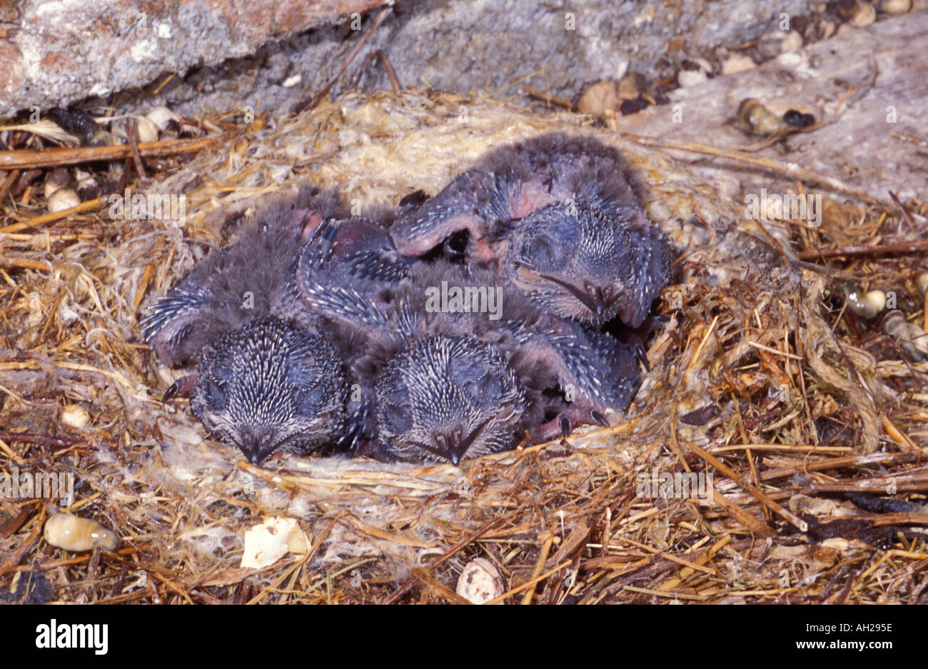 Common Swifts, Apus apus. Chicks at nest Stock Photo - Alamy