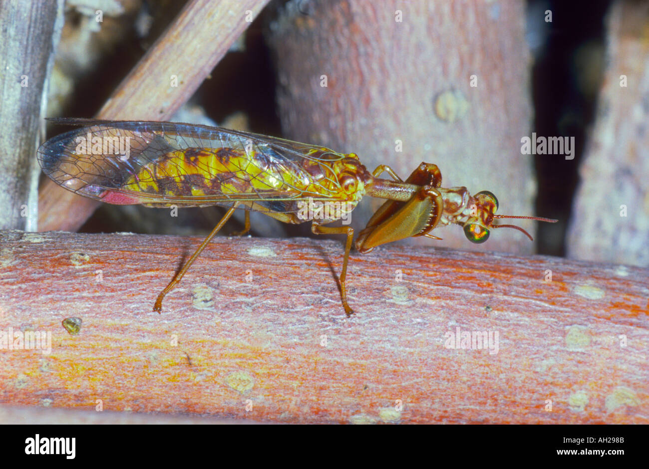 Mantis Fly, Mantispa styriaca Stock Photo - Alamy
