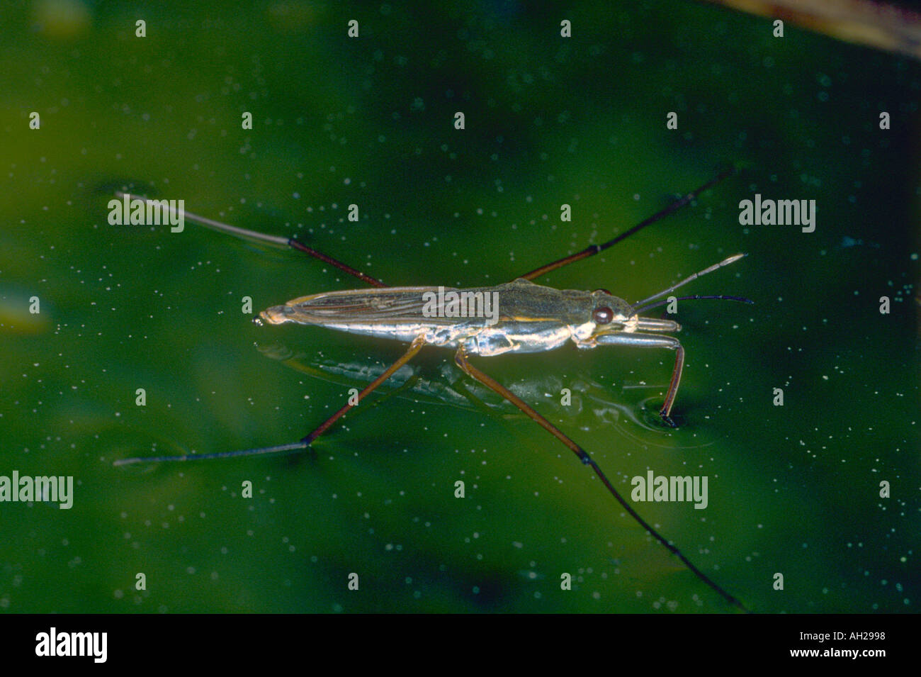Pond Skater Bug, Gerris lacustris. On water surface Stock Photo - Alamy