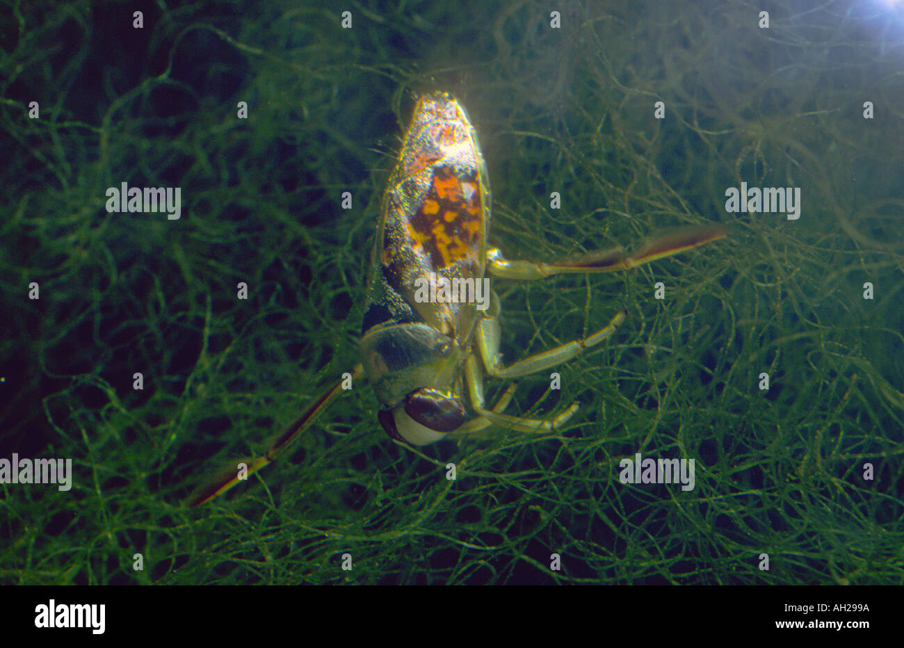 Backswimmer, Notonecta viridis. On pond Stock Photo - Alamy