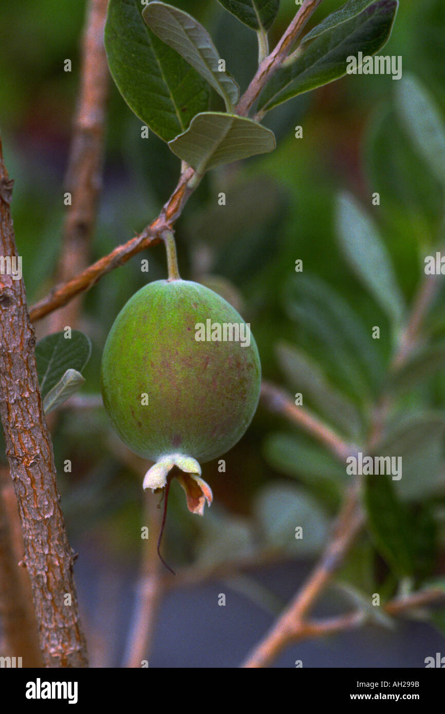 Feijoa tree hi-res stock photography and images - Alamy