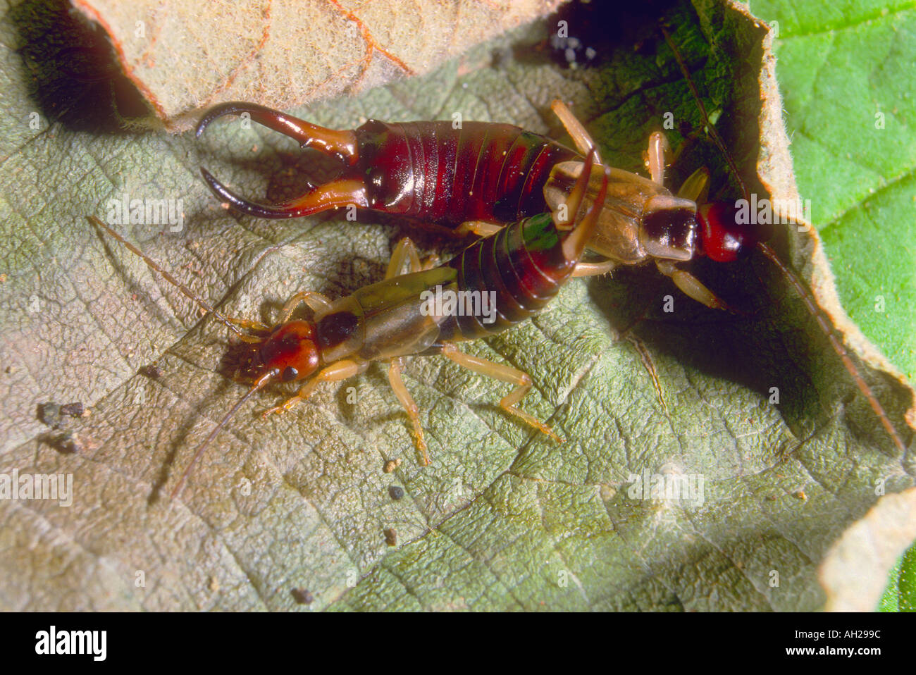 Common or European Earwigs, Forficula auricularia. Pair on leaf Stock ...