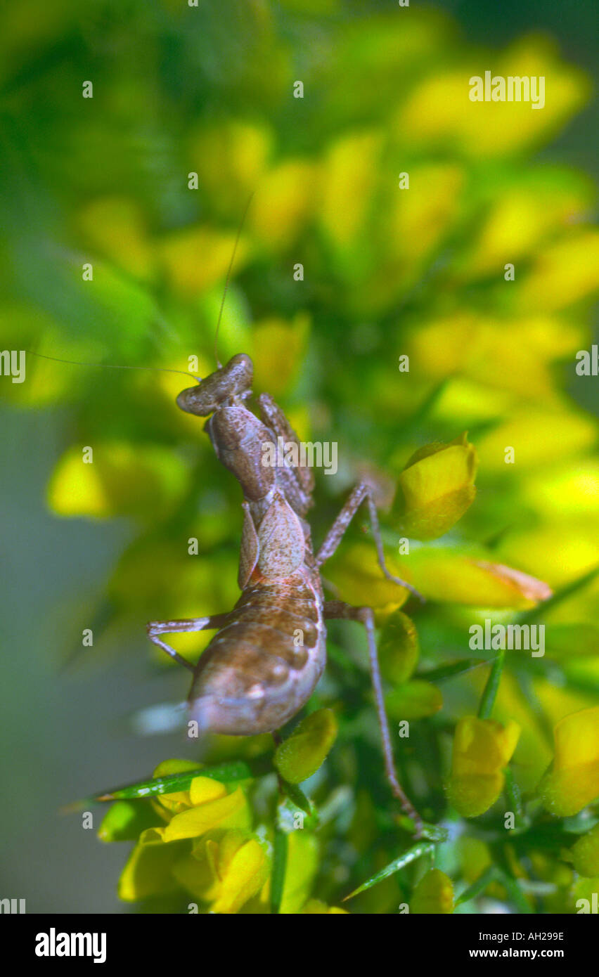 European Dwarf Mantis, Ameles objecta. Female on bush Stock Photo - Alamy