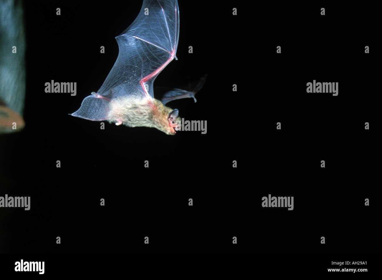 Common Pipistrelle Bat, Pipistrellus pipistrellus. In flight with open ...