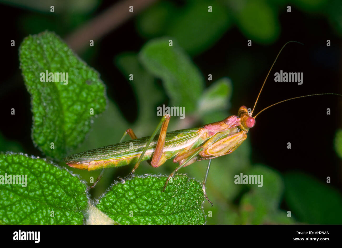 Dwarf mantis hi-res stock photography and images - Alamy