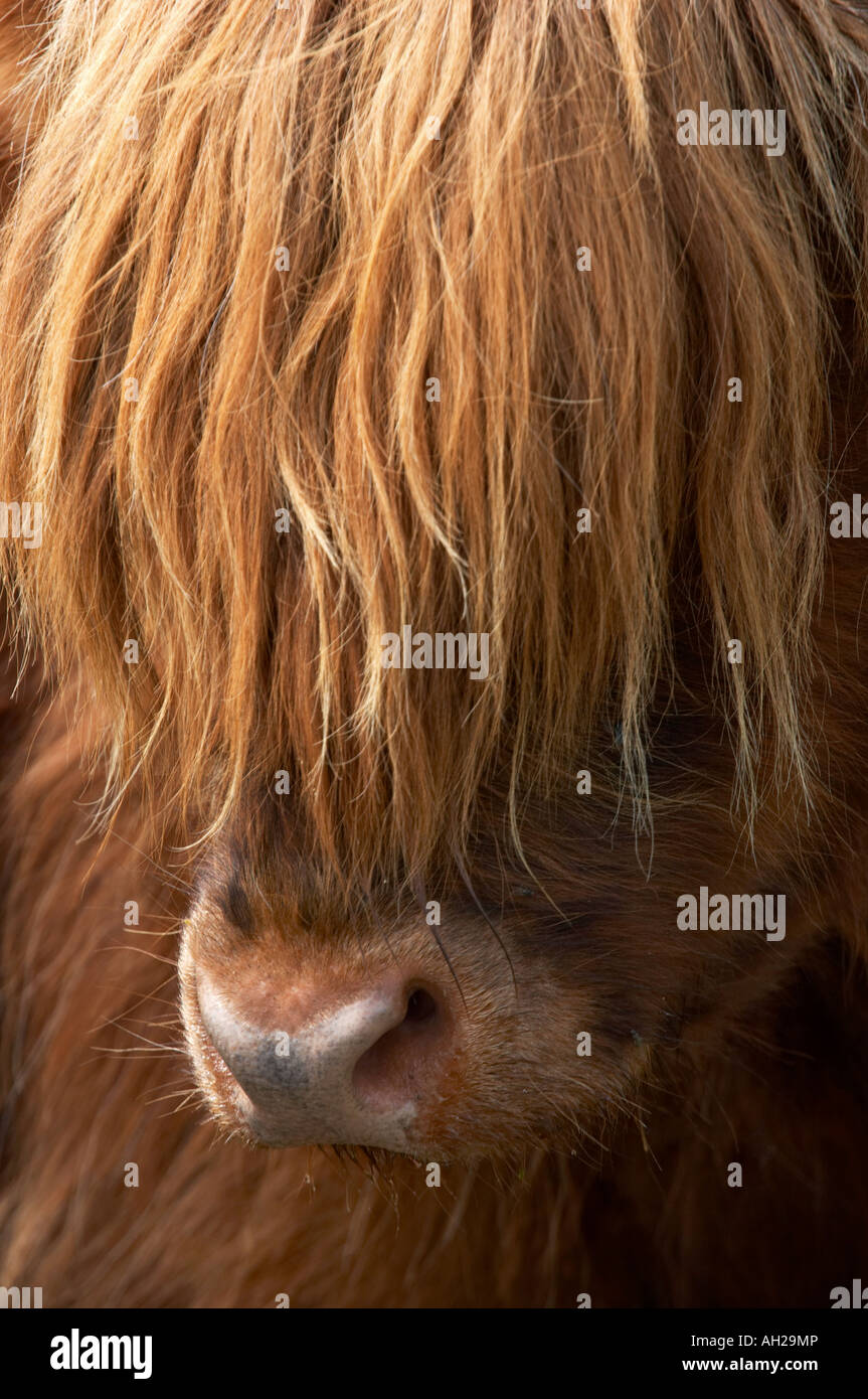 intimate portrait of the head and face of a highland cow cattle Stock ...