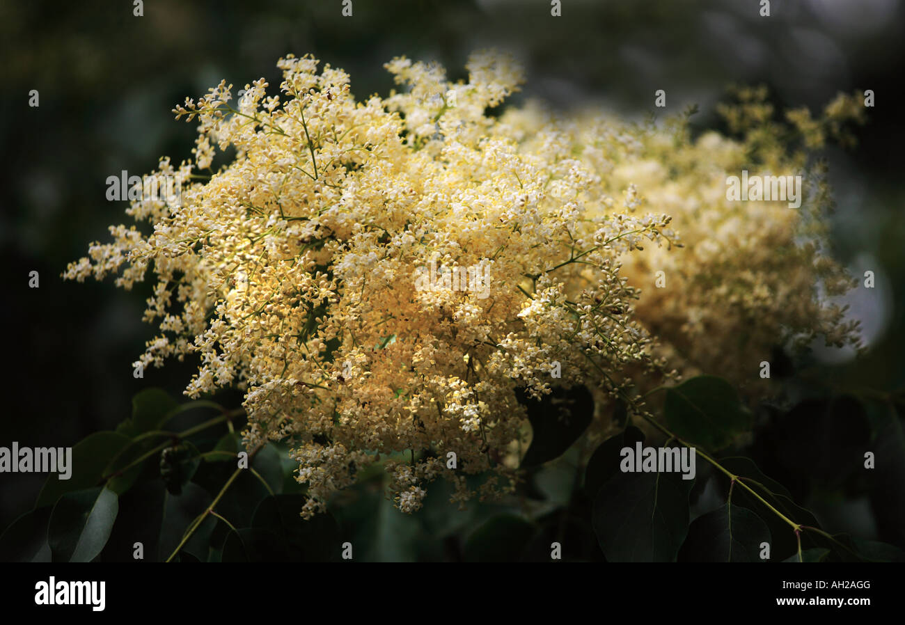 peking lilac syringa pekinensis Stock Photo - Alamy