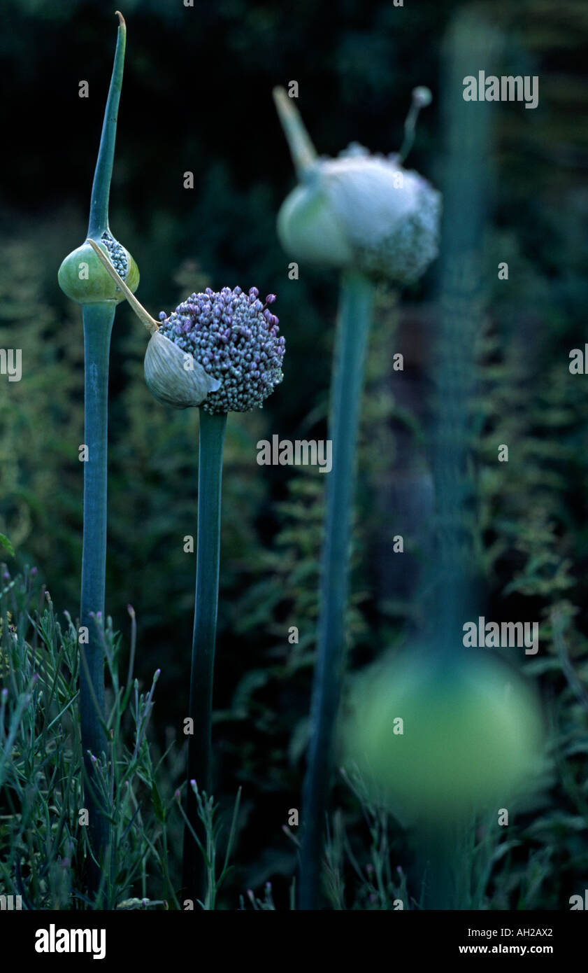 Leek seed head Stock Photo - Alamy