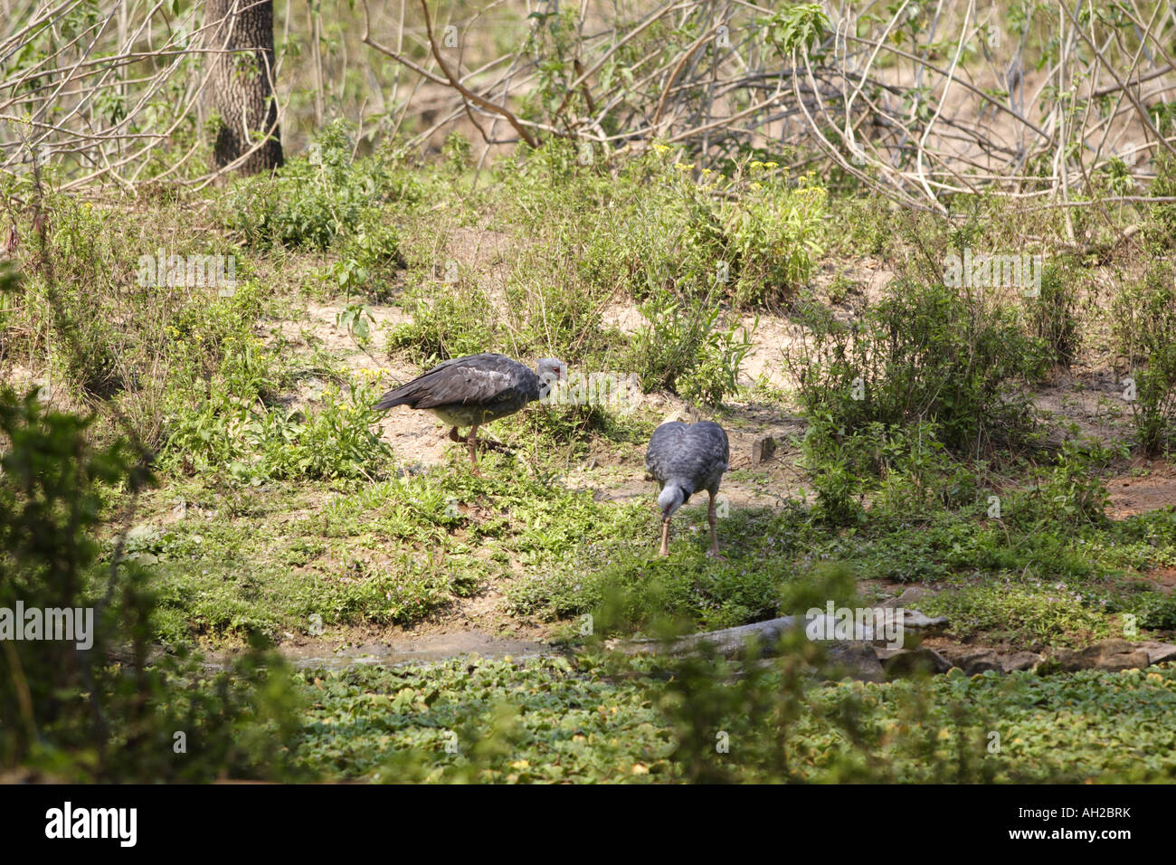 Chaja chaha crested screamer southern bird hi-res stock photography and ...