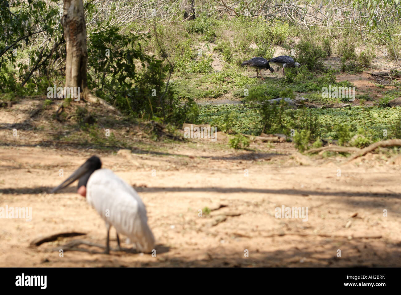Chaja chaha crested screamer southern bird hi-res stock photography and ...