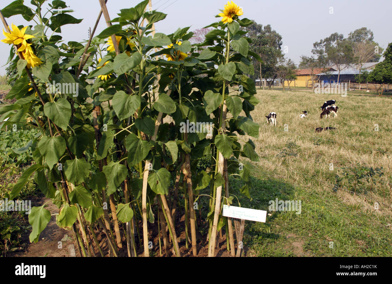 at the farm Stock Photo - Alamy