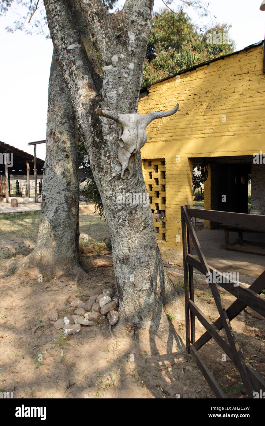 Skull cow horn fence shack barn tree solitary alone past hi-res stock ...