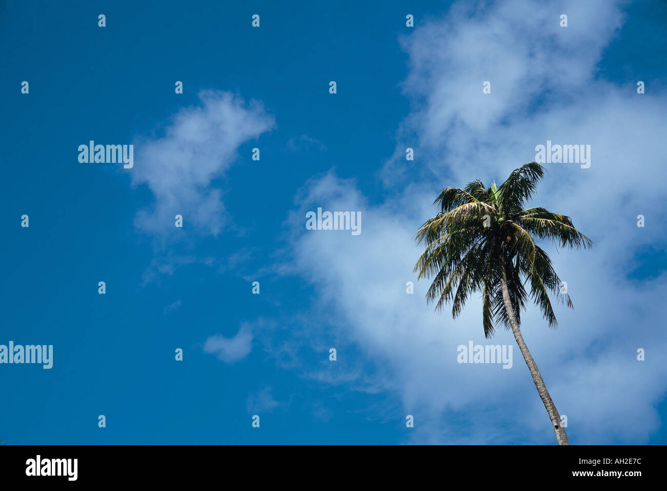 Guam beach palm tree hi-res stock photography and images - Alamy