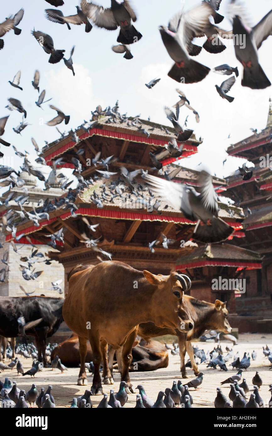 Cattle and pigeons hi-res stock photography and images - Alamy