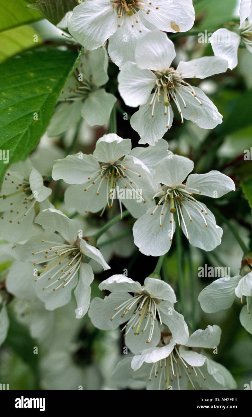 Prunus avium stella blossom hi-res stock photography and images - Alamy