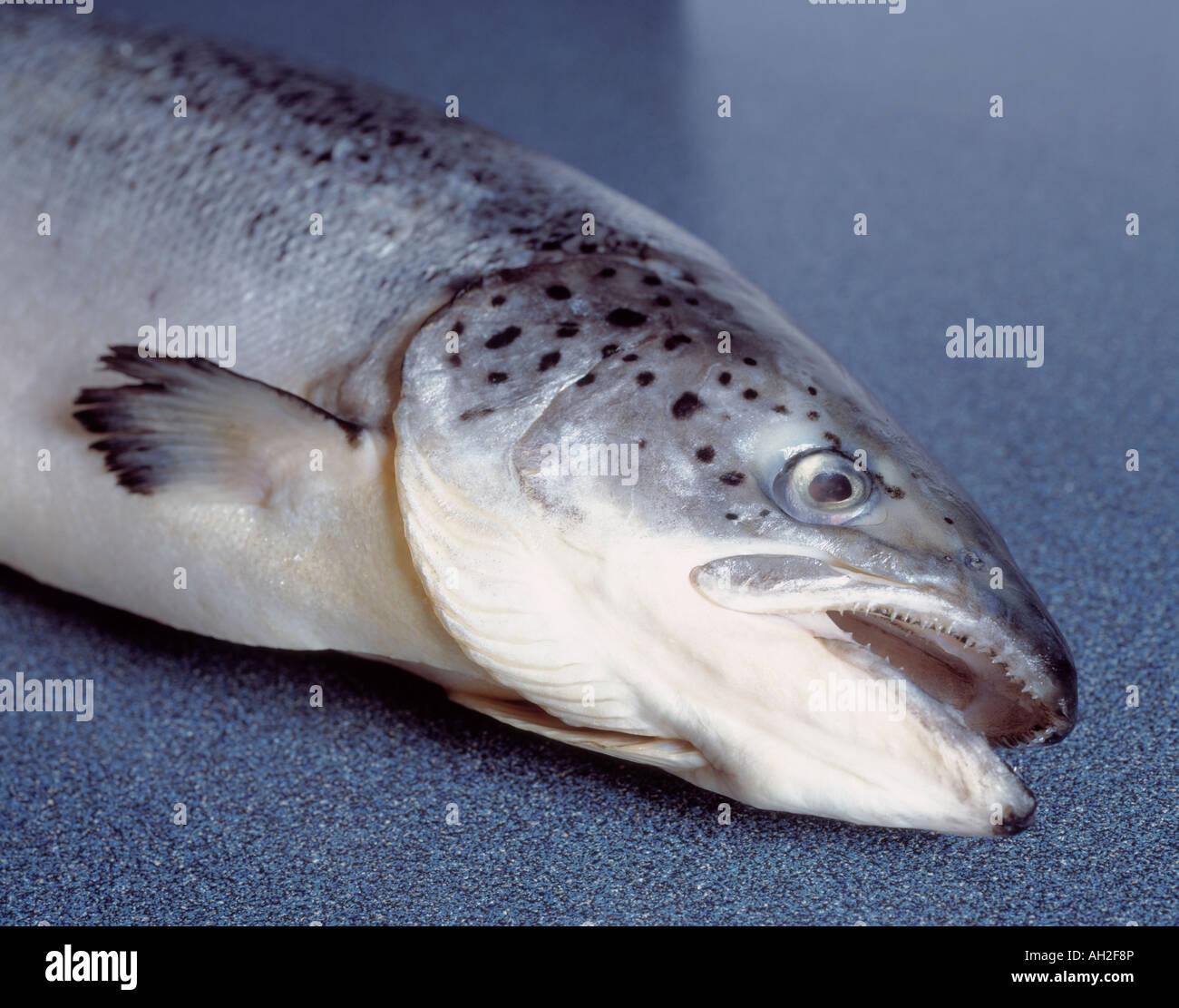 Fish head closeup teeth hi-res stock photography and images - Alamy