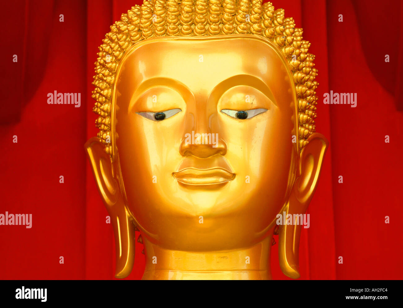 Golden ram portrait hi-res stock photography and images - Alamy