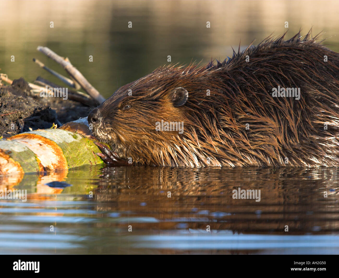 Beaver works hi-res stock photography and images - Alamy