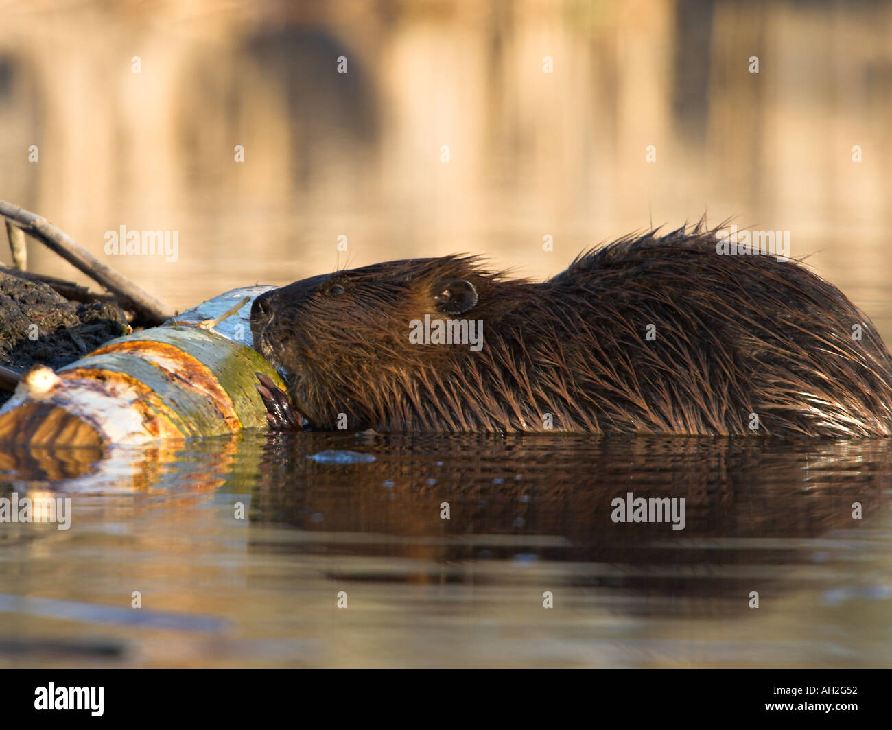 Beaver works hi-res stock photography and images - Alamy