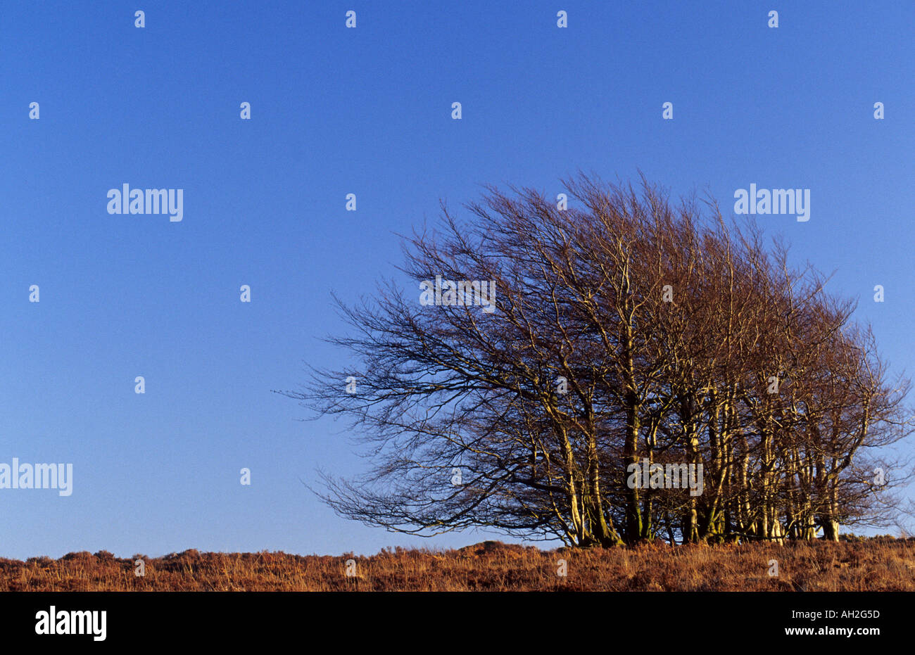 Beech Hedge Remnant Exmoor Stock Photo - Alamy