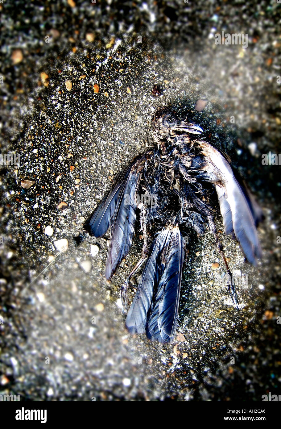 Trapped killed crushed hi-res stock photography and images - Alamy