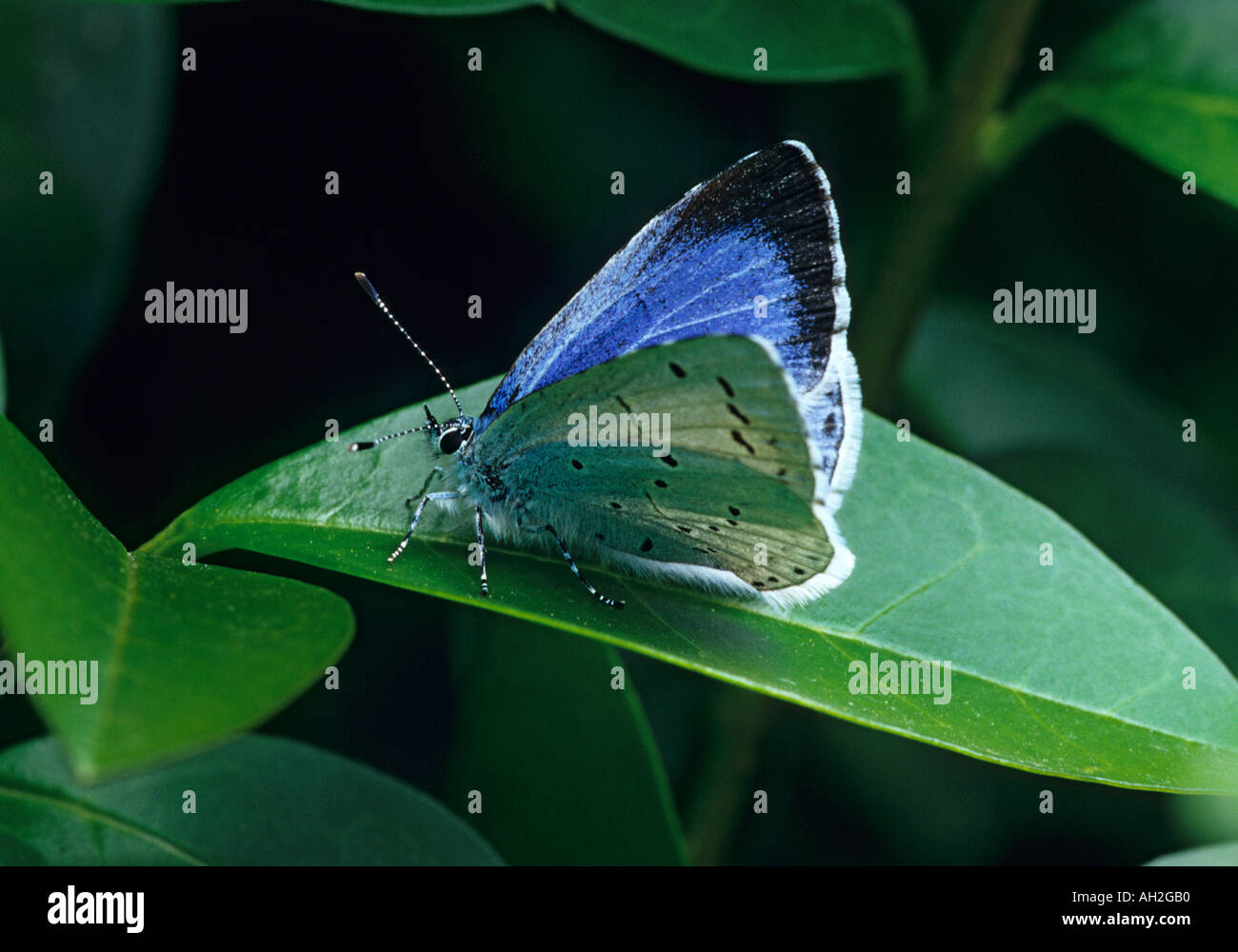 Holly Blue Butterfly Uk Stock Photos & Holly Blue Butterfly Uk Stock ...