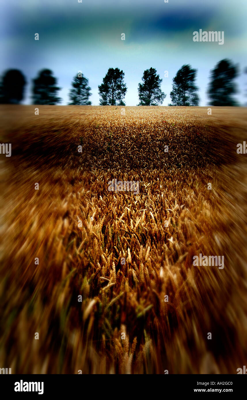 Norfolk country fields hi-res stock photography and images - Alamy