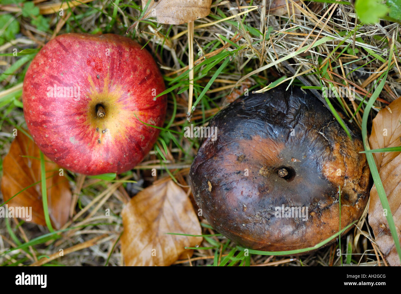 A fresh red apple and a old rotten apple lying in the grass Stock Photo ...