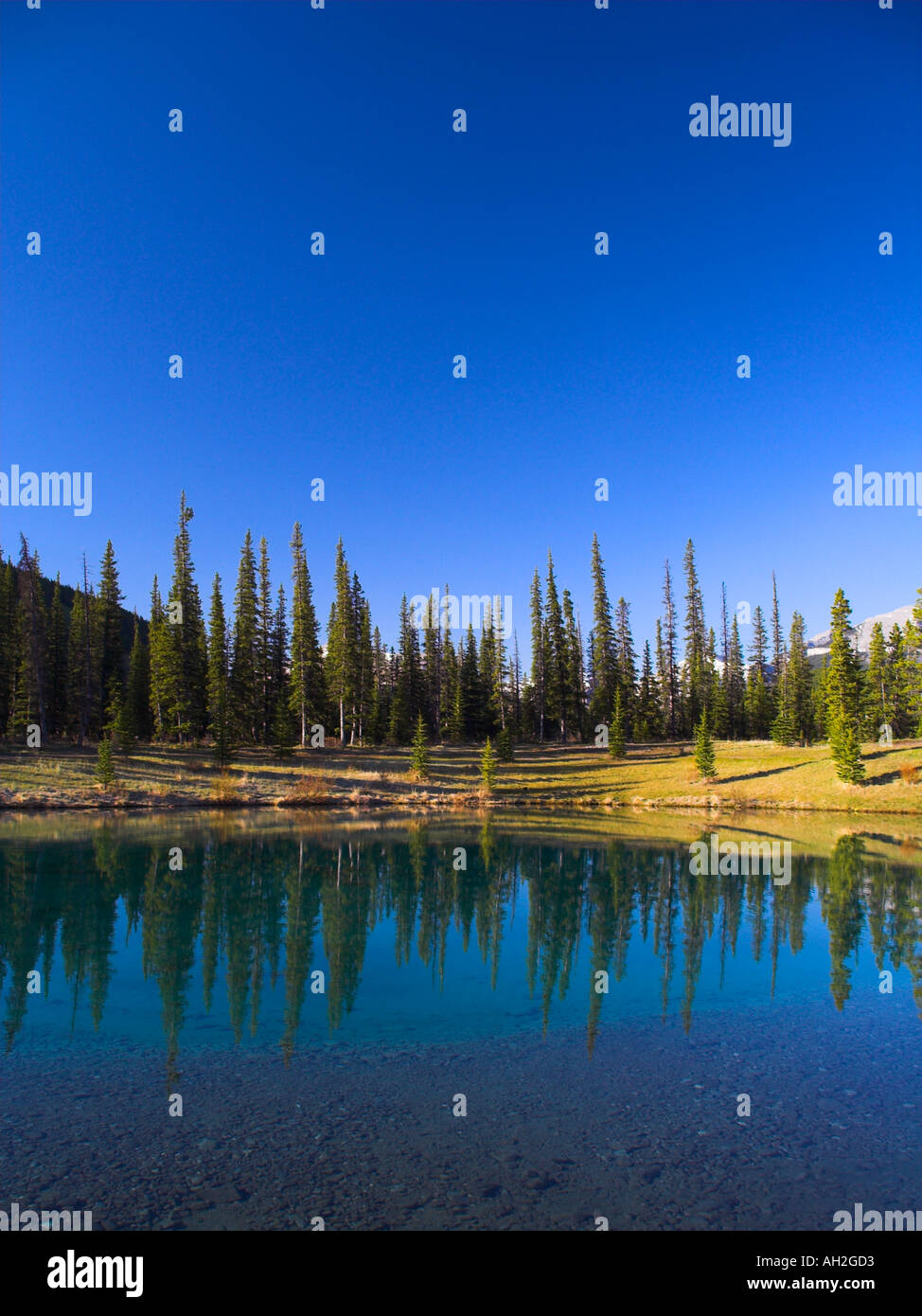 Forgetmenot pond alberta canada hi-res stock photography and images - Alamy