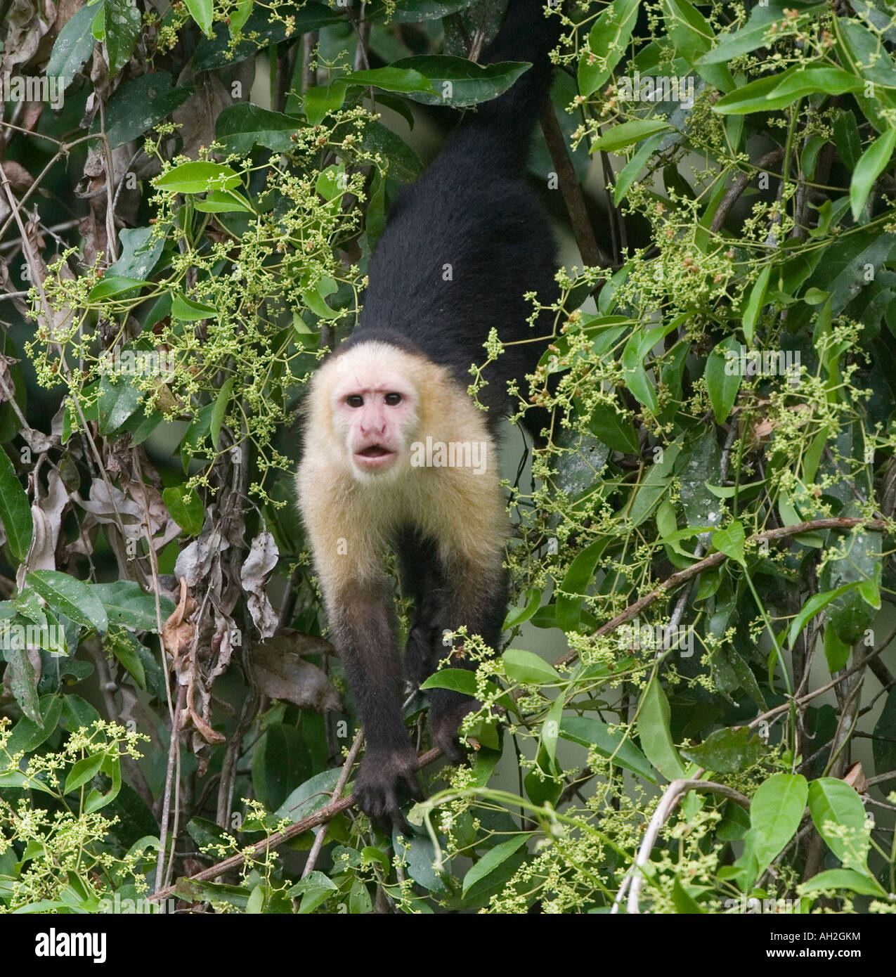 White faced Capuchin Monkey Stock Photo - Alamy