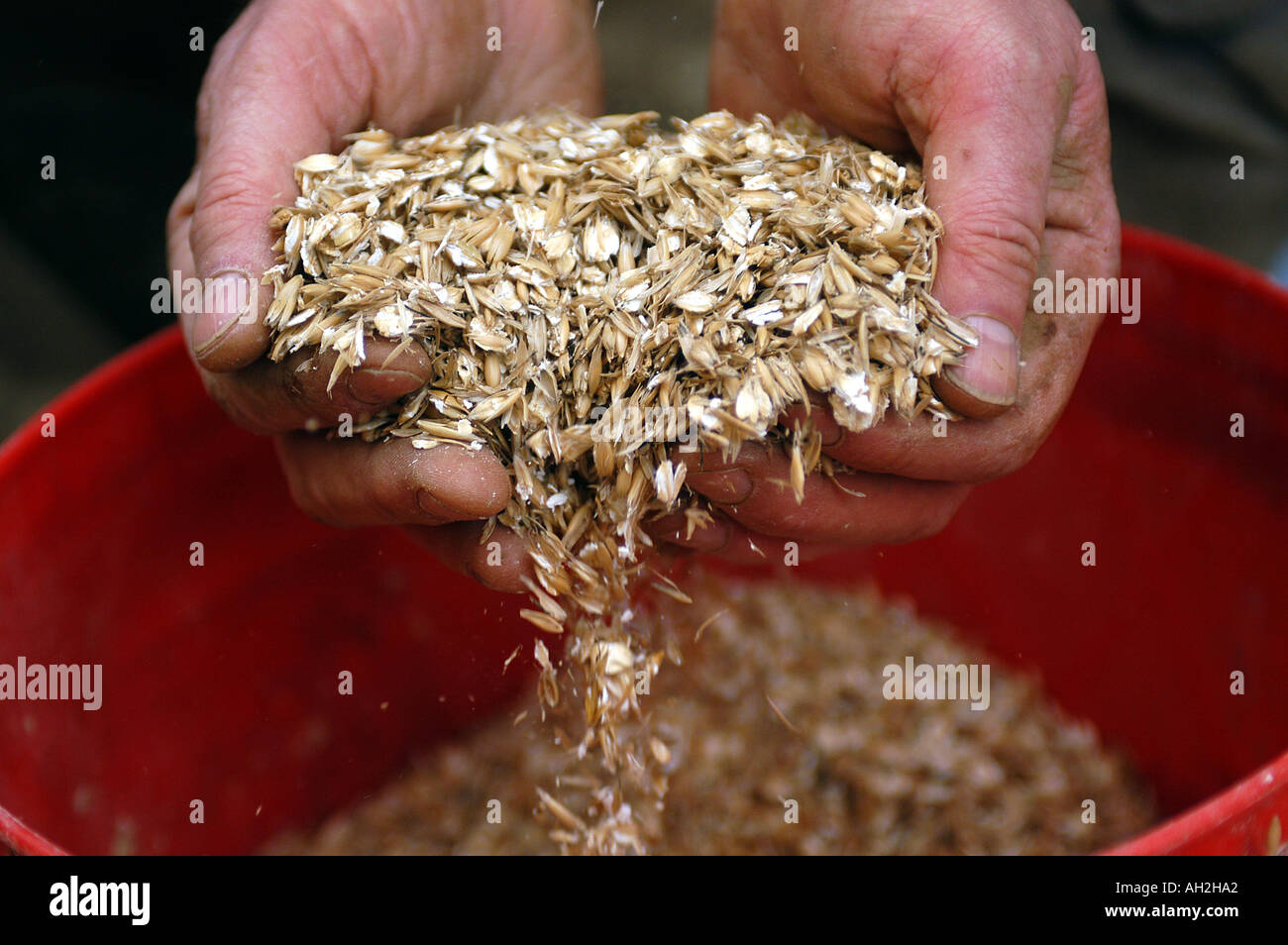 A handful of oats being poured into a bucket Stock Photo - Alamy