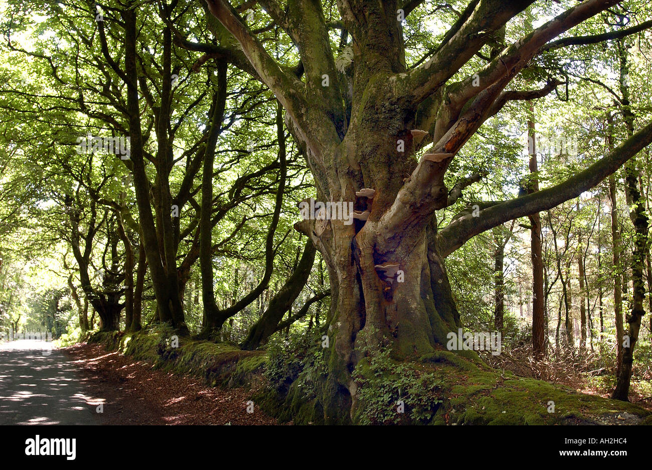 Haldon road hi-res stock photography and images - Alamy