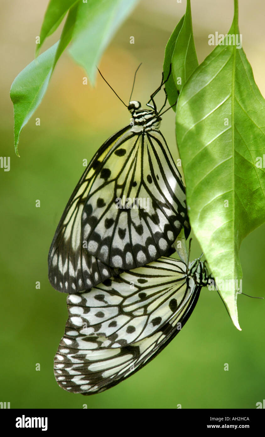 A White Tree Nymph butterfly from Malaysia pictured Stock Photo - Alamy