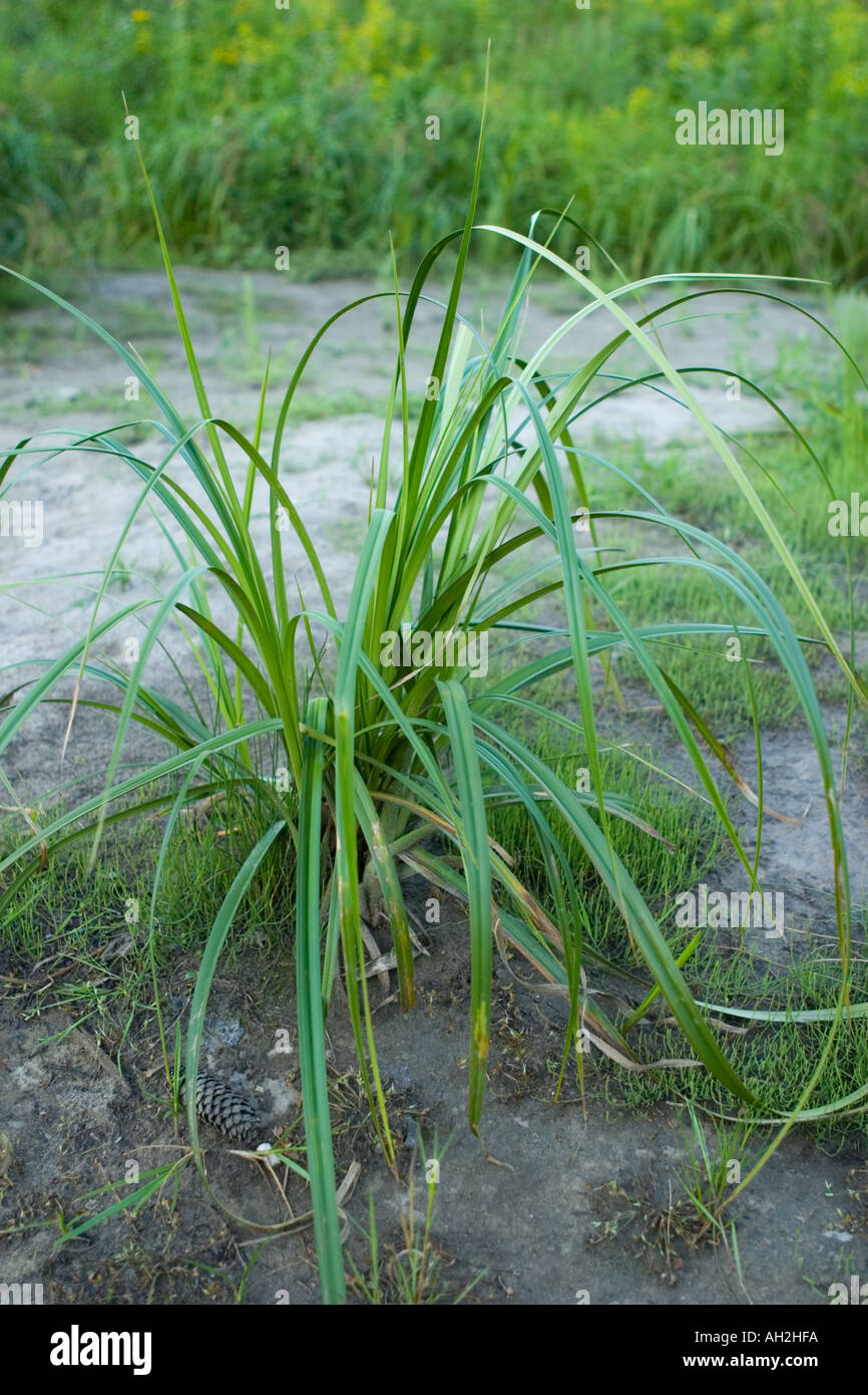 Vertical weed hi-res stock photography and images - Alamy