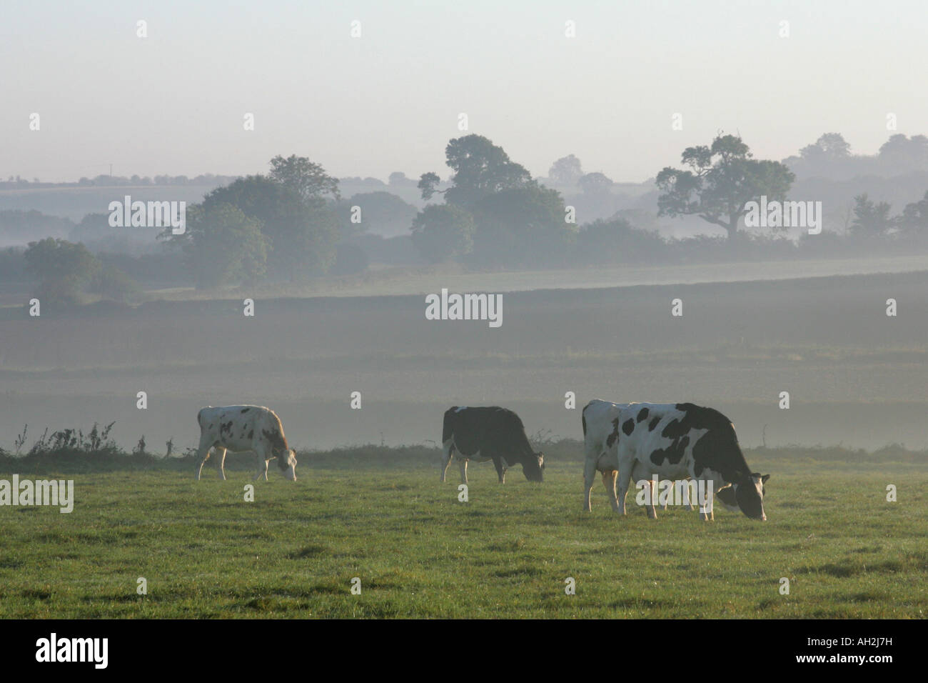 Cows In The Early Morning Mist Stock Photo - Alamy