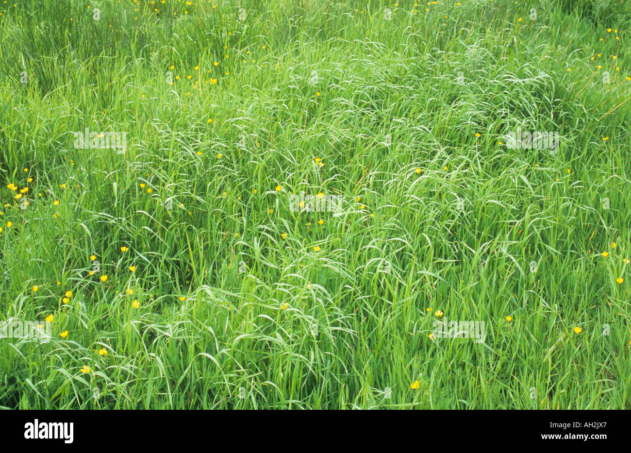 Part of a lush damp pasture containing thick green grass Meadow ...