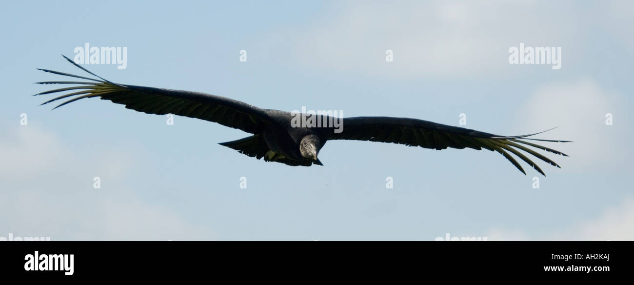 American Black Vulture Coragyps atratus Stock Photo - Alamy