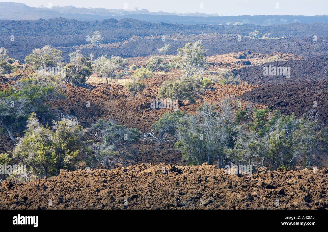 View of trees growing out of a recent lava flow in the Kau District Big ...