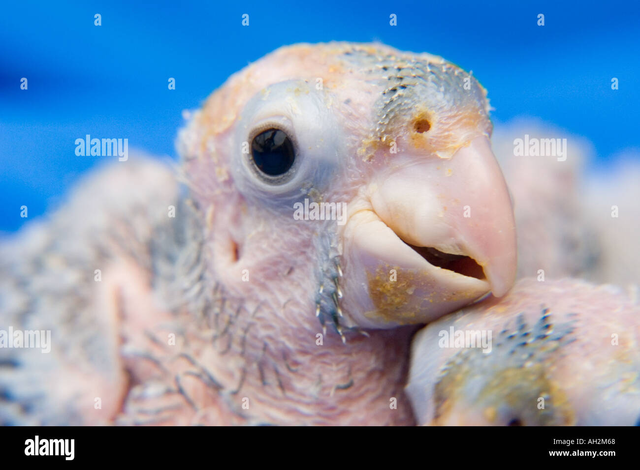 Parrot and baby hi-res stock photography and images - Alamy